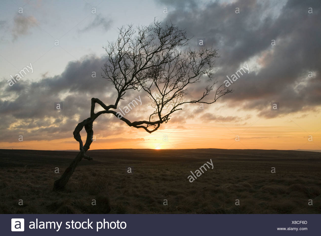 Twisted Tree Trunk High Resolution Stock Photography and Images - Alamy
