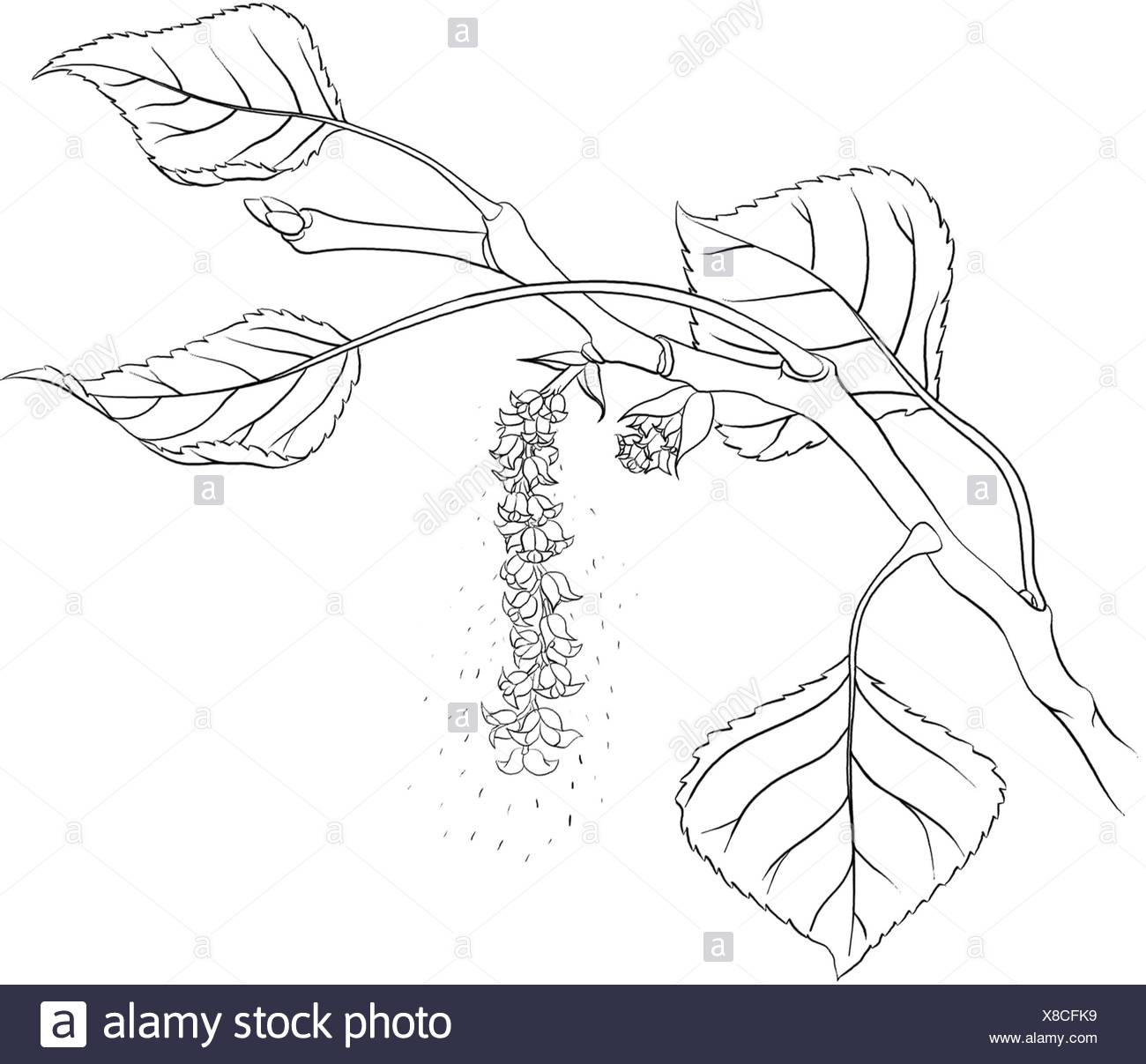Poplar Tree Pollen Stock Photos & Poplar Tree Pollen Stock Images - Alamy