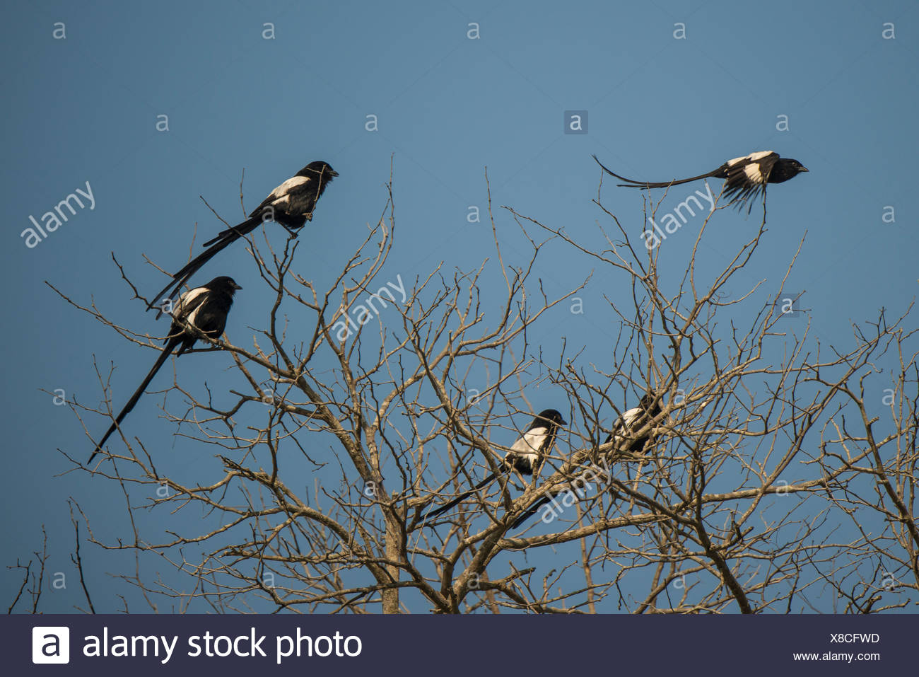 Long Tailed Magpie High Resolution Stock Photography and Images - Alamy