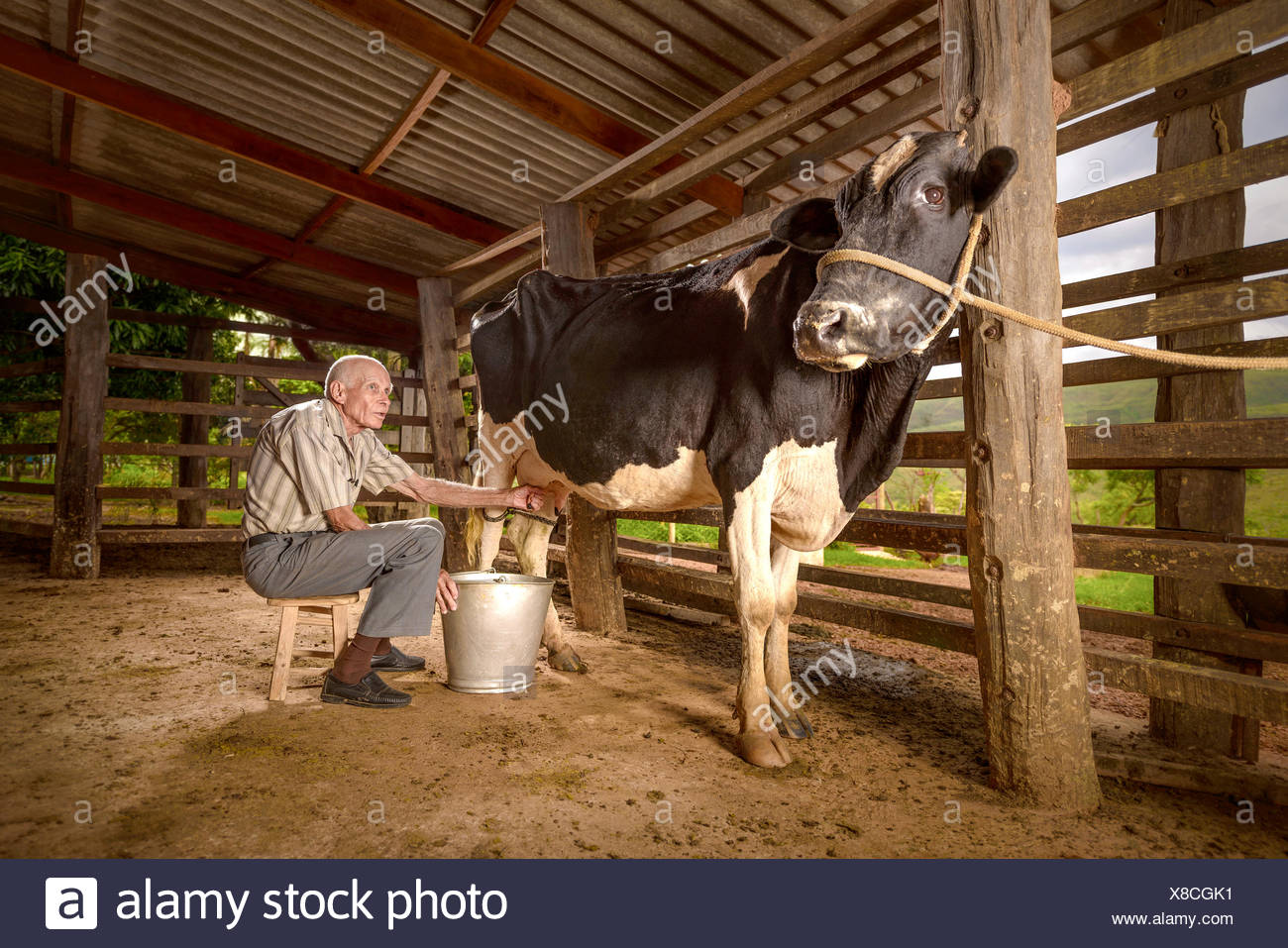 Model Cow Stock Photos & Model Cow Stock Images - Alamy