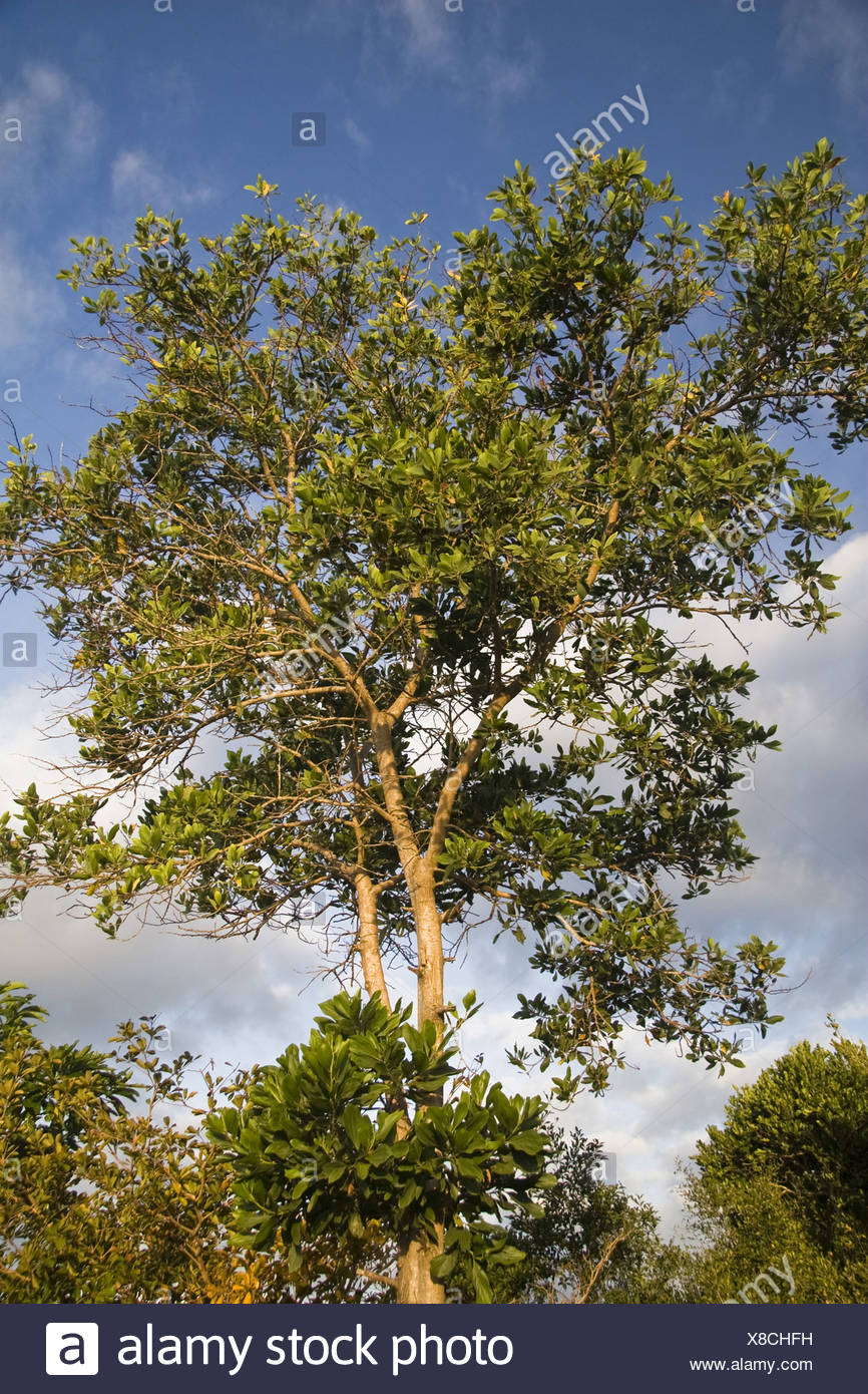 Acacia Mangium High Resolution Stock Photography and Images - Alamy