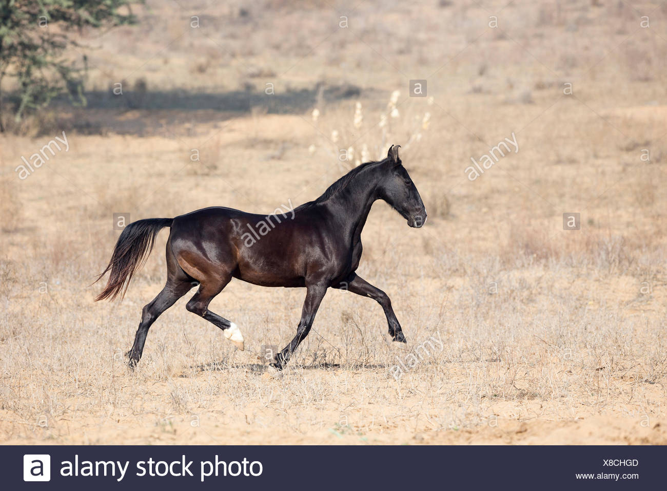 India Horse Mare High Resolution Stock Photography and Images - Alamy