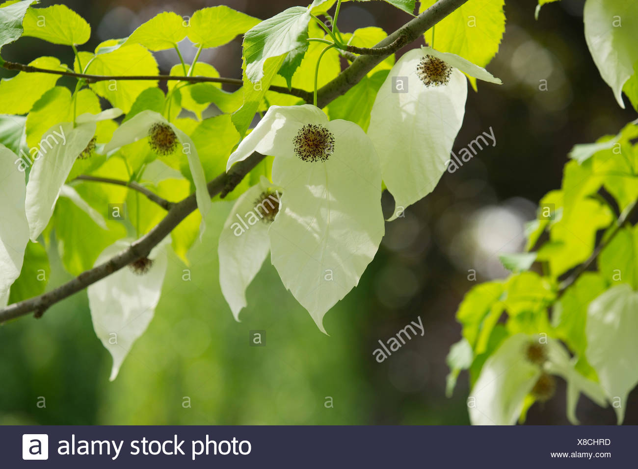 Davidia Involucrata Dove Tree Handkerchief Tree Stock Photos & Davidia ...
