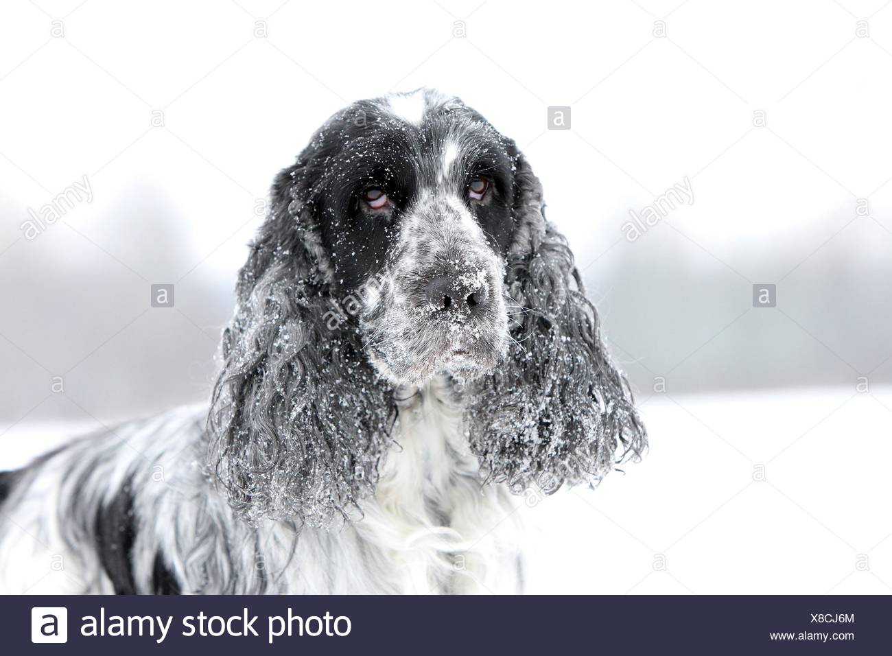 English Cocker Spaniel Black And White High Resolution Stock ...