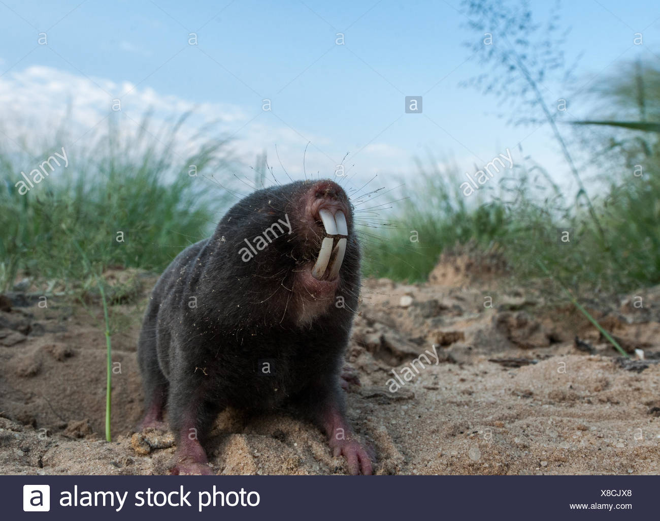 Mole Rat Stock Photos & Mole Rat Stock Images - Alamy