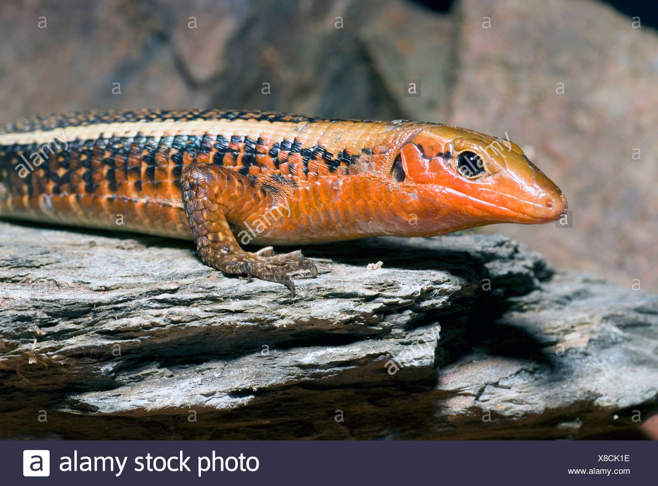 Western Girdled Lizard High Resolution Stock Photography and Images - Alamy
