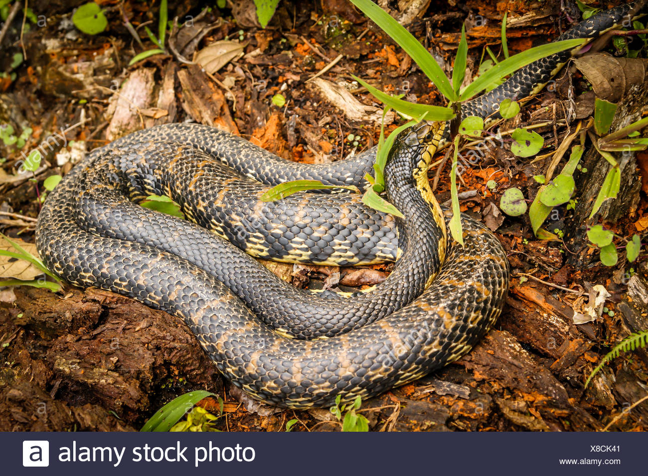 African Bush Snake High Resolution Stock Photography and Images - Alamy