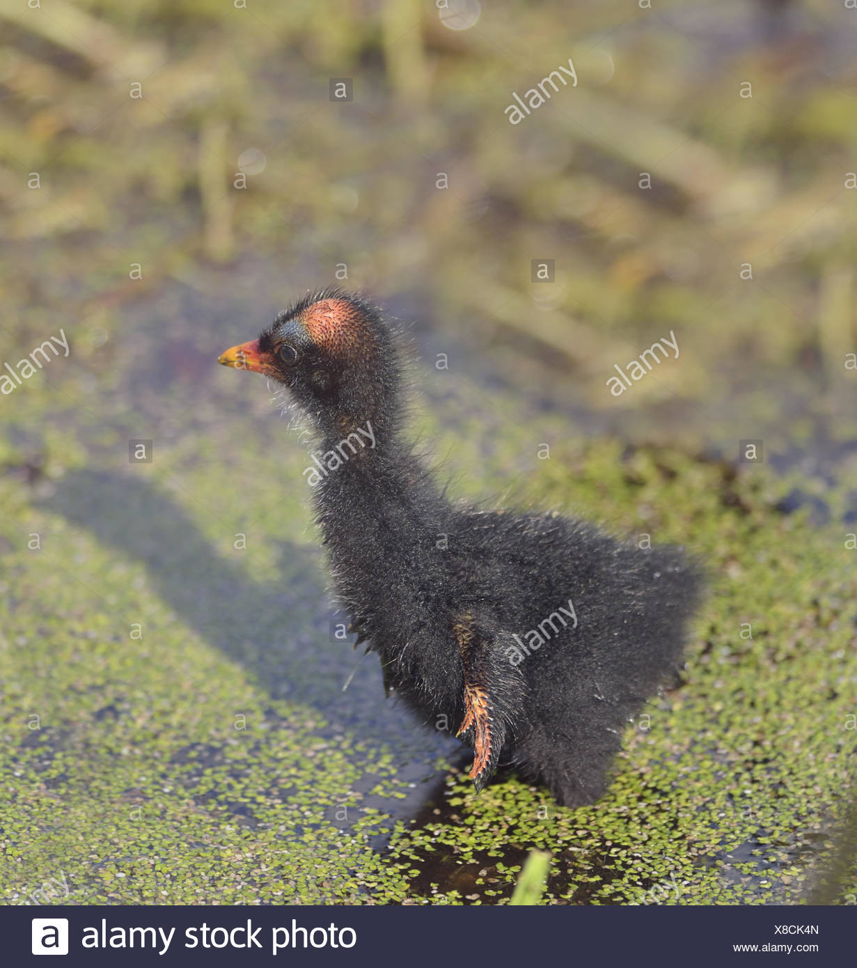 Baby Common Moorhen High Resolution Stock Photography and Images - Alamy