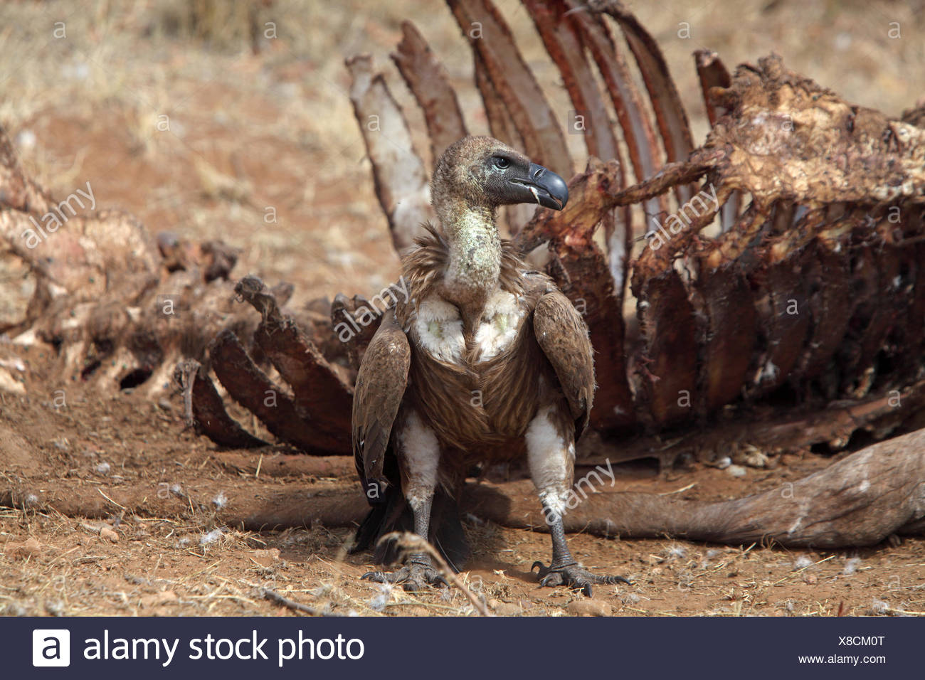 Front Side View Skeleton High Resolution Stock Photography and Images ...