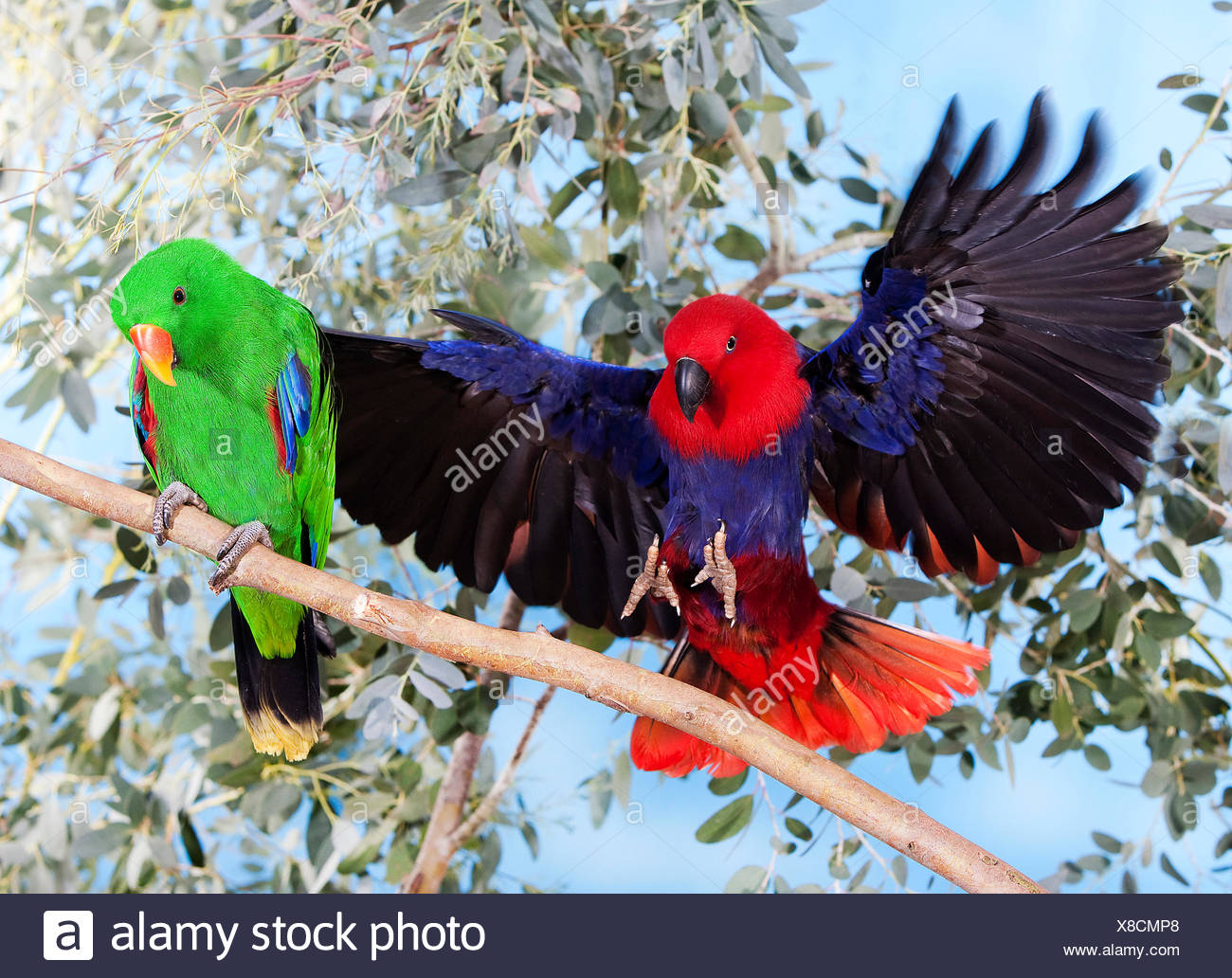 Eclectus Parrot Flying Australia High Resolution Stock Photography and ...