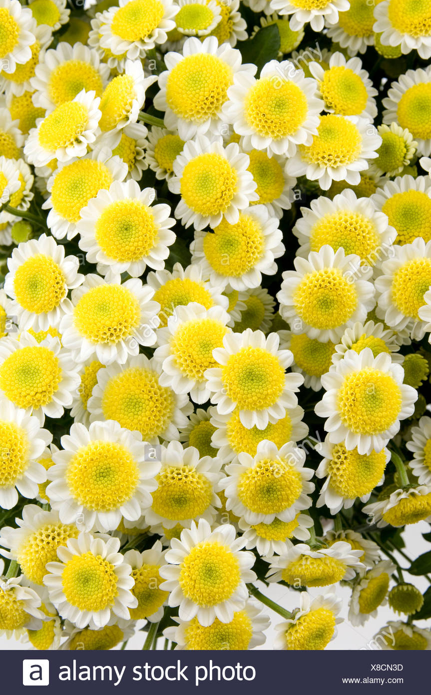 Chrysanthemum Santini Stock Photos & Chrysanthemum Santini Stock Images ...