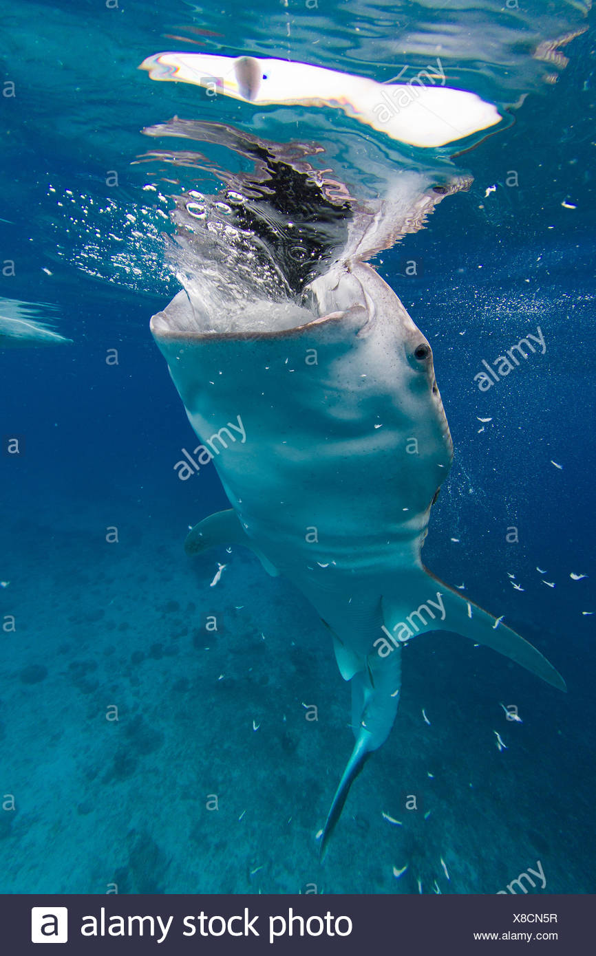 Wild Shrimp Stock Photos & Wild Shrimp Stock Images - Alamy