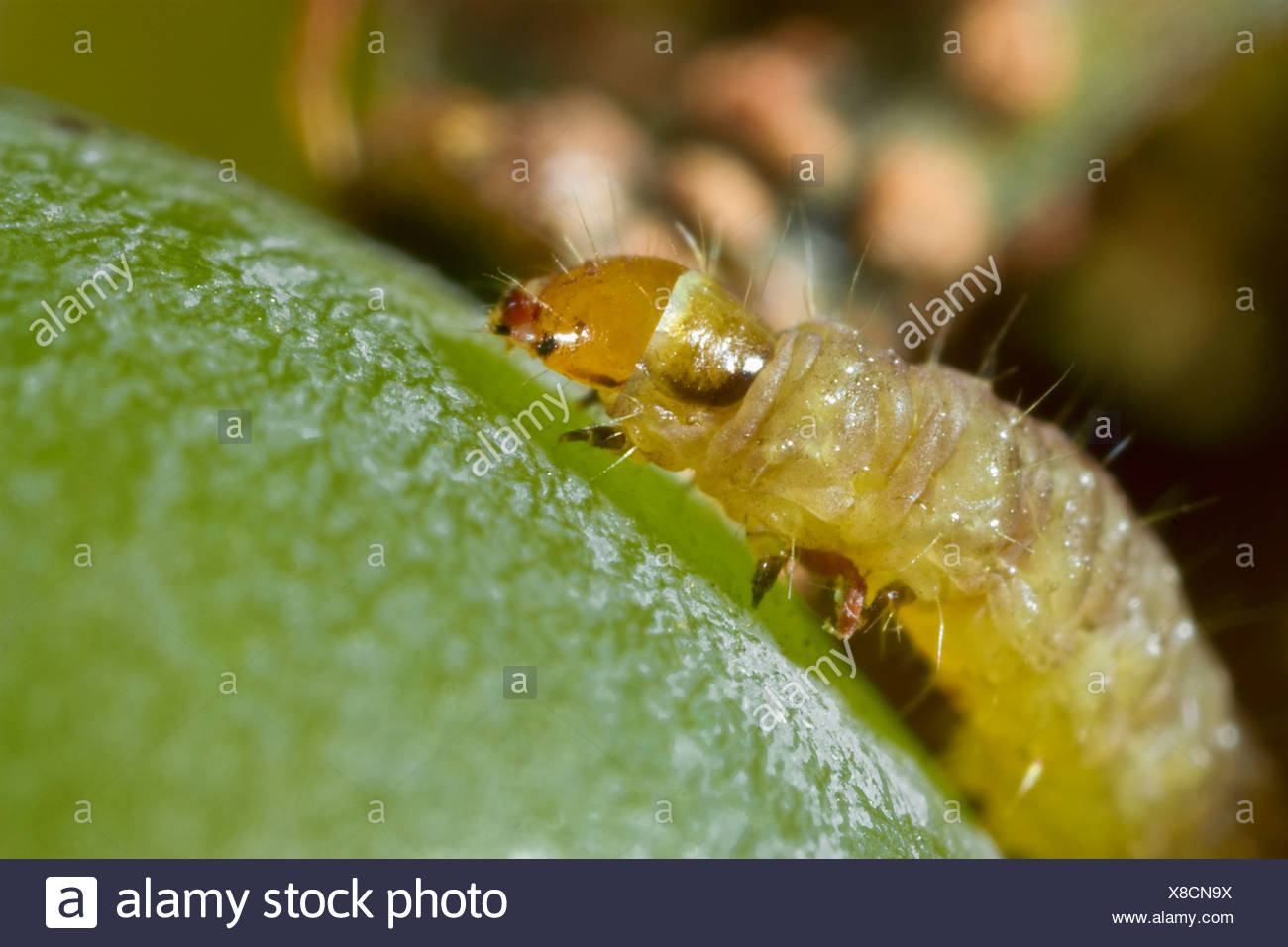 Grapevine Moth High Resolution Stock Photography and Images - Alamy