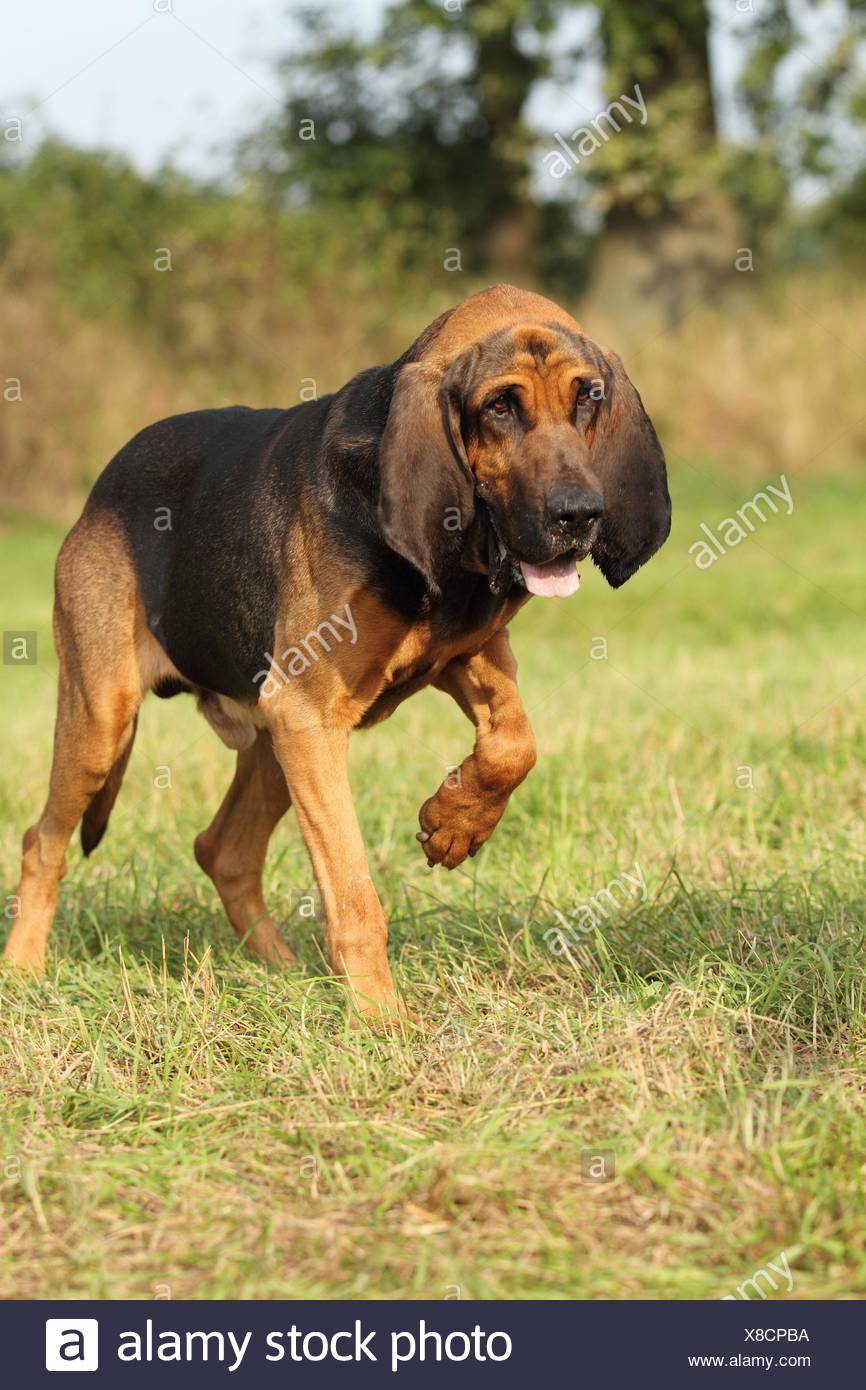 Bloodhound Or Saint Hubert Hound Stock Photos & Bloodhound Or Saint ...