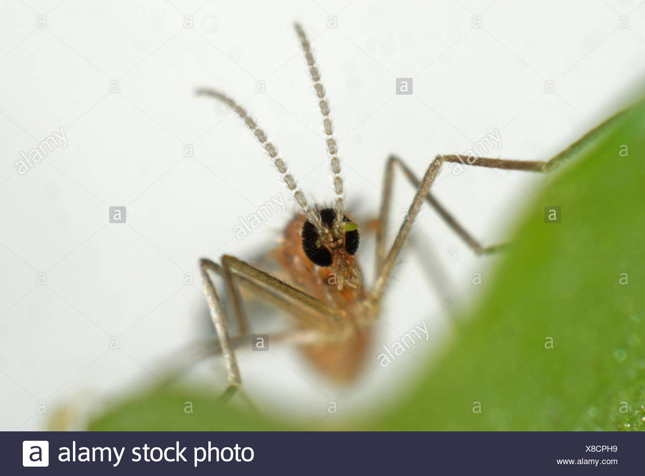 Insect Insecta High Resolution Stock Photography and Images - Alamy