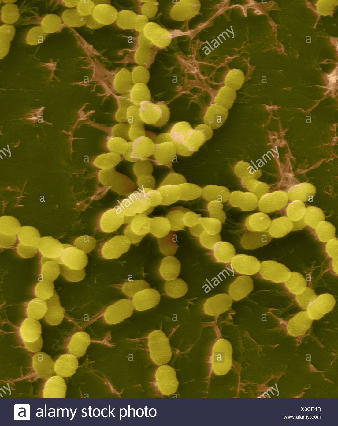 Bacterial Fermentation Of Milk High Resolution Stock Photography and ...