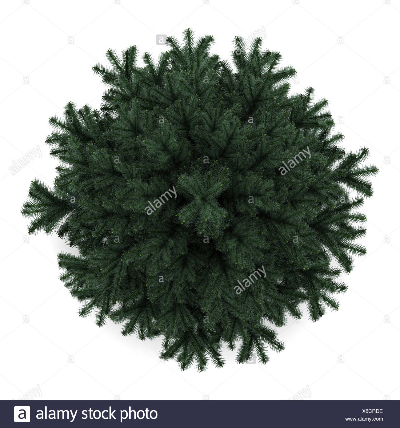 Alpine Fir Stock Photos & Alpine Fir Stock Images - Alamy