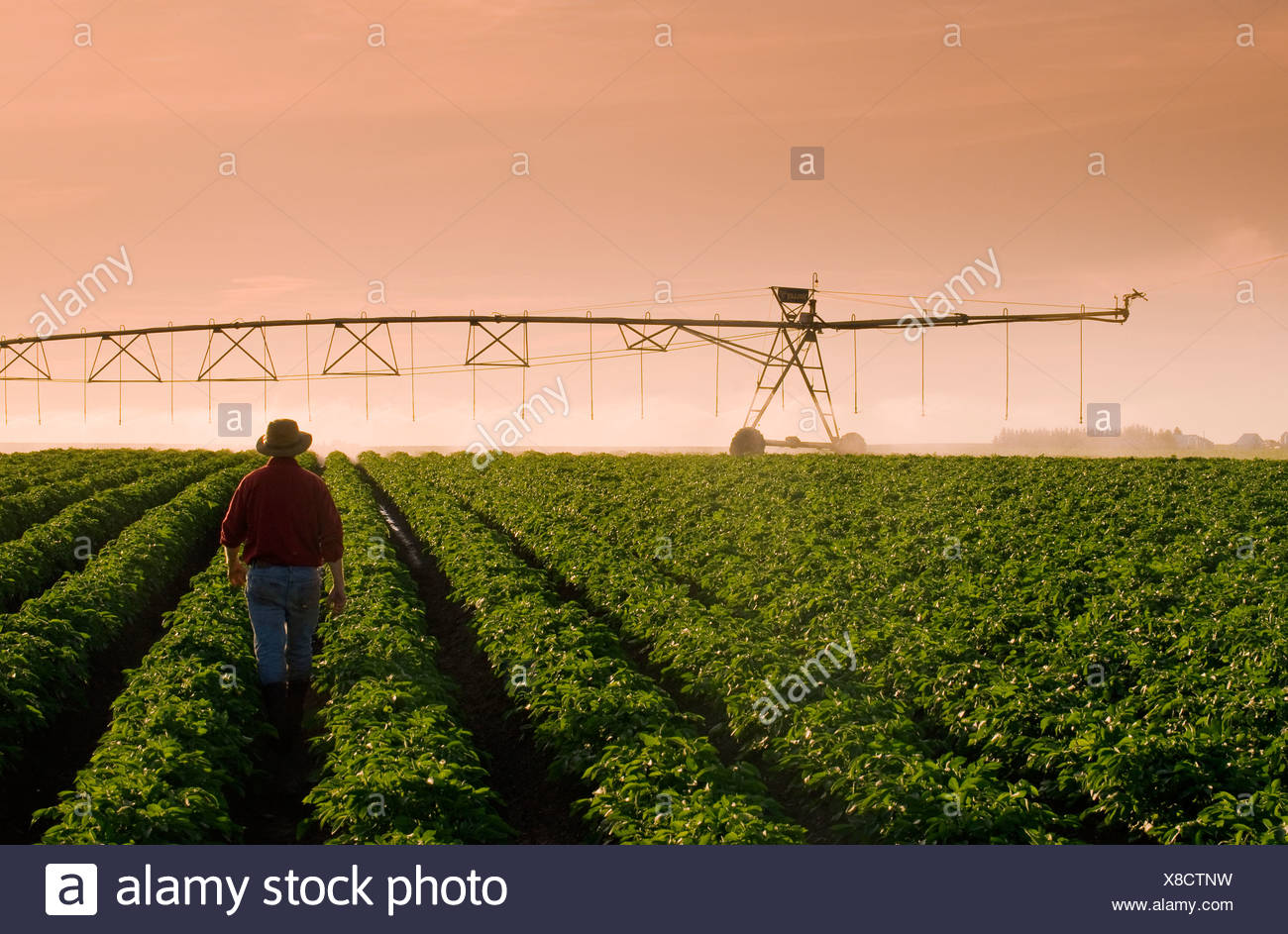 Irrigation Agricultural Water Irrigation High Resolution Stock ...