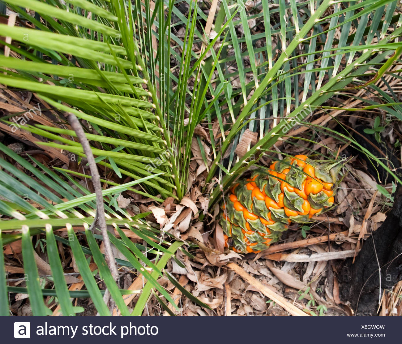 Australian Cycad Stock Photos & Australian Cycad Stock Images - Alamy