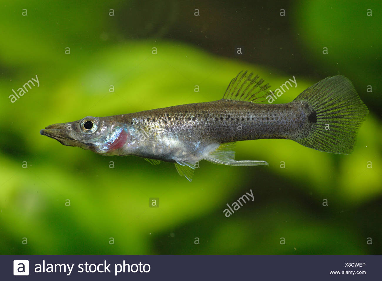 Killifish High Resolution Stock Photography and Images - Alamy