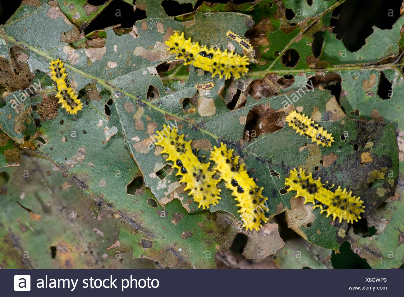 Spikey Caterpillar High Resolution Stock Photography and Images - Alamy