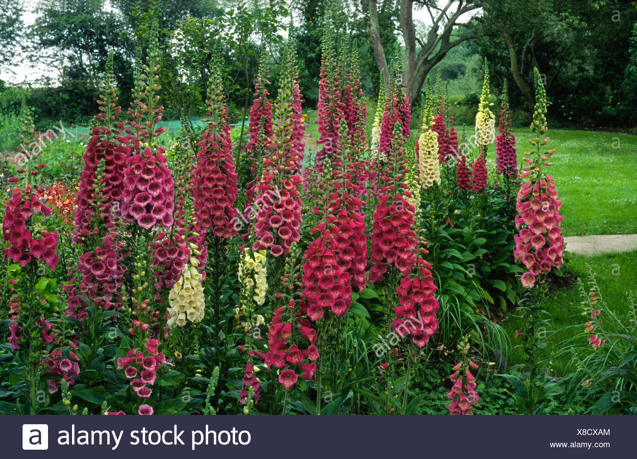 Digitalis Excelsior High Resolution Stock Photography and Images - Alamy