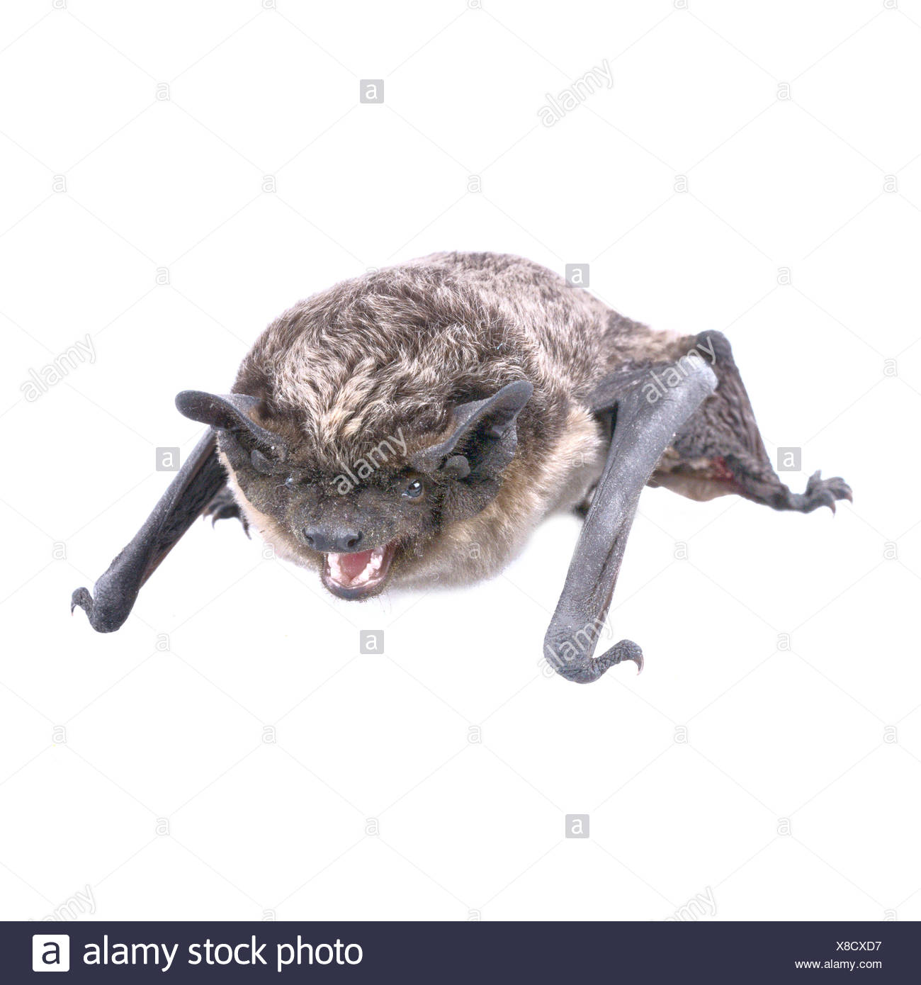 Long Eared Bat White Background Stock Photos & Long Eared Bat White ...