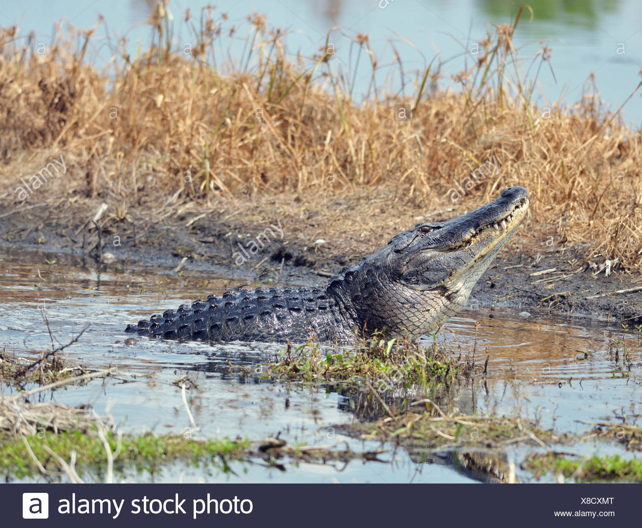 Bull Alligator High Resolution Stock Photography and Images - Alamy