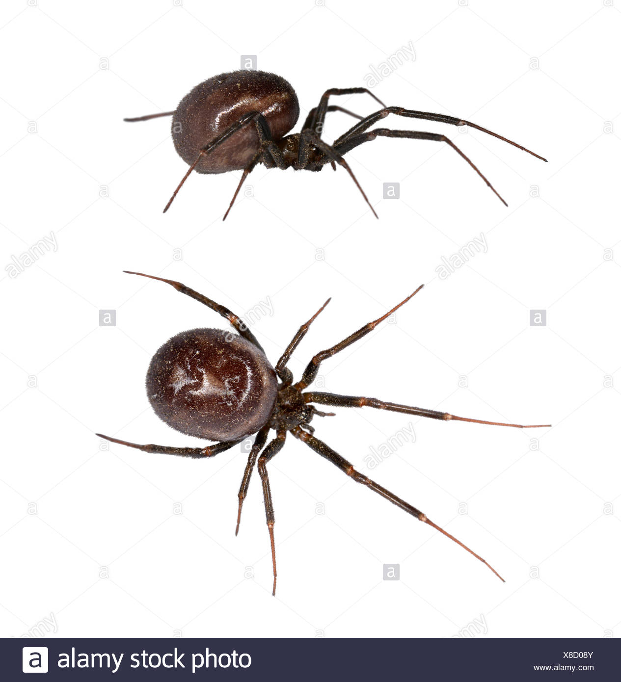 Steatoda Grossa High Resolution Stock Photography and Images - Alamy