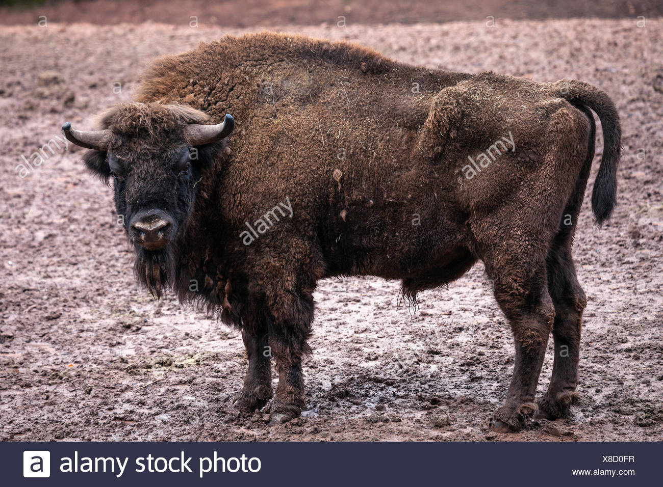 Bos Bonasus High Resolution Stock Photography and Images - Alamy