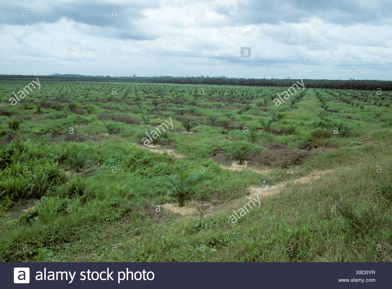 Oil Palm Plants High Resolution Stock Photography and Images - Alamy