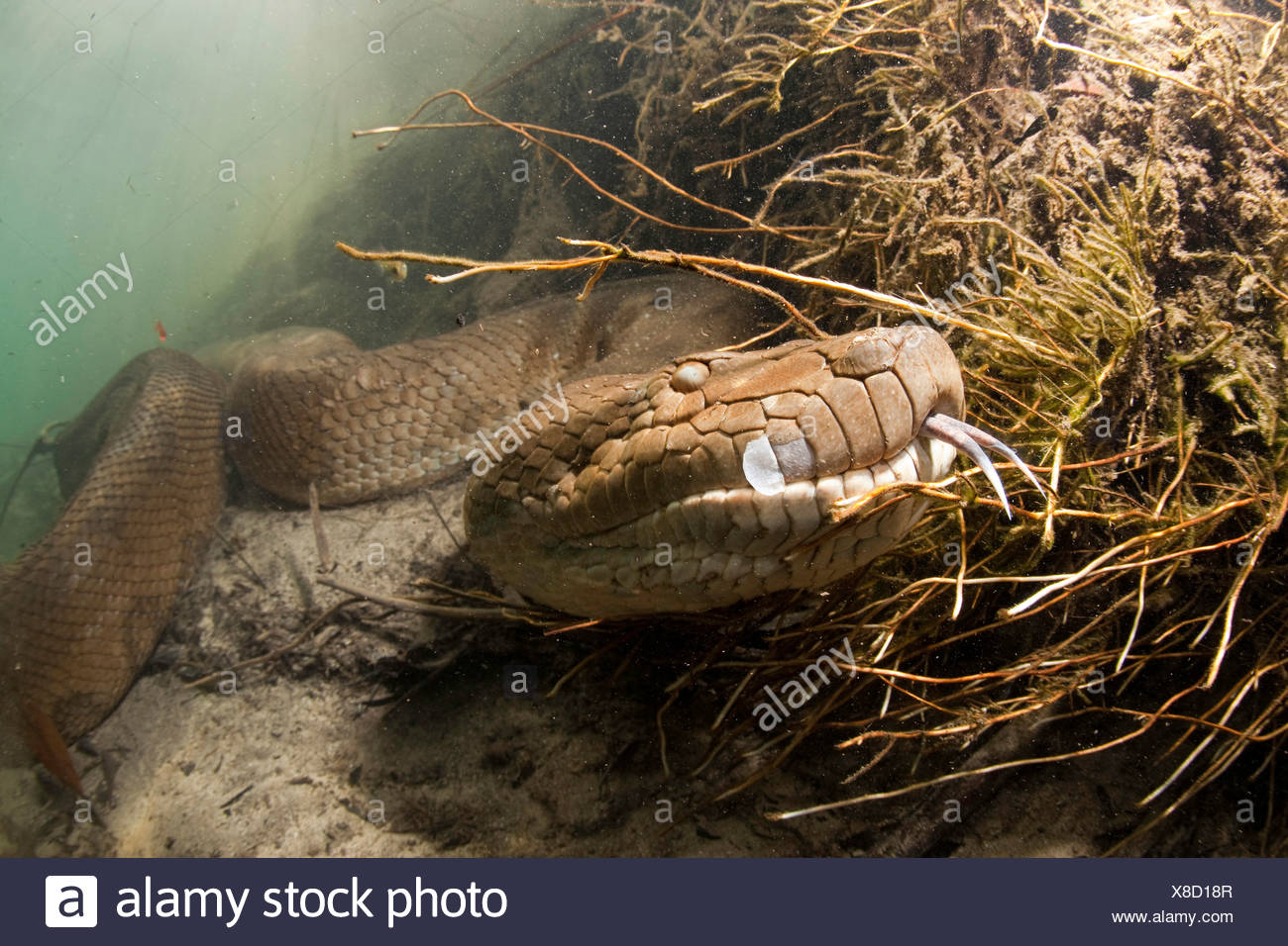 Green Anaconda Stock Photos & Green Anaconda Stock Images - Alamy