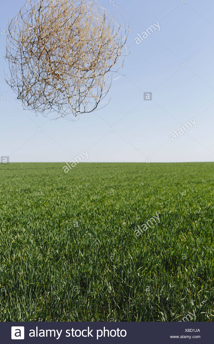 Tumbleweed Blowing High Resolution Stock Photography and Images - Alamy
