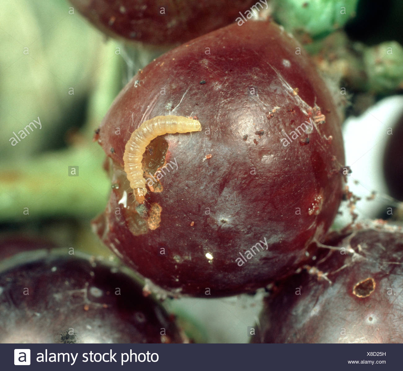 Insect Feeding Grapes High Resolution Stock Photography and Images - Alamy