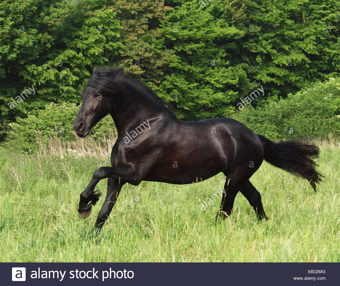 Rappe Black Horse High Resolution Stock Photography and Images - Alamy