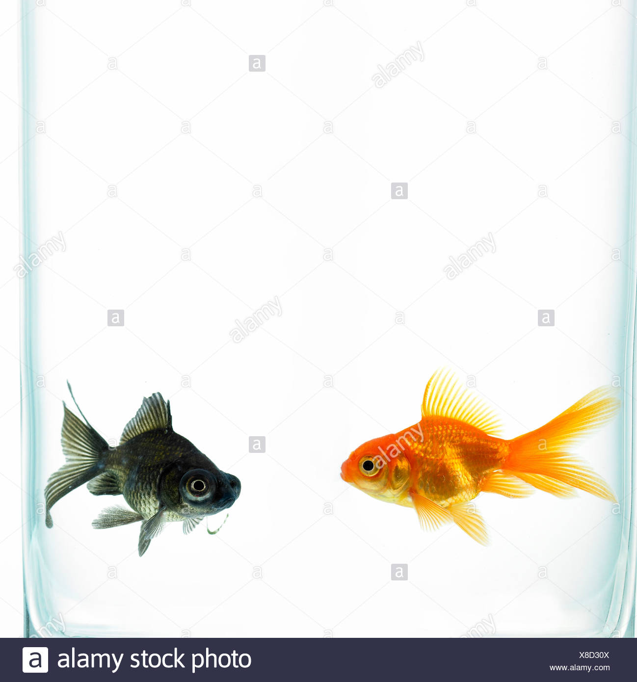 Two Fish Facing High Resolution Stock Photography and Images - Alamy
