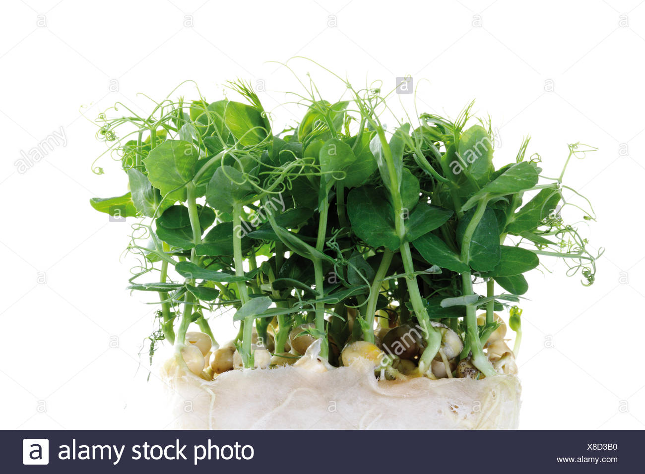 Affilla High Resolution Stock Photography and Images - Alamy