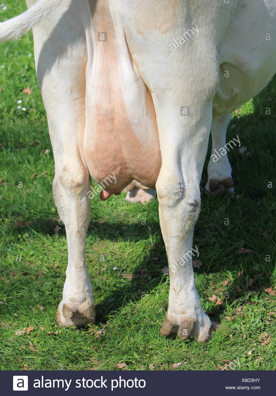Cow Udder Legs High Resolution Stock Photography and Images - Alamy