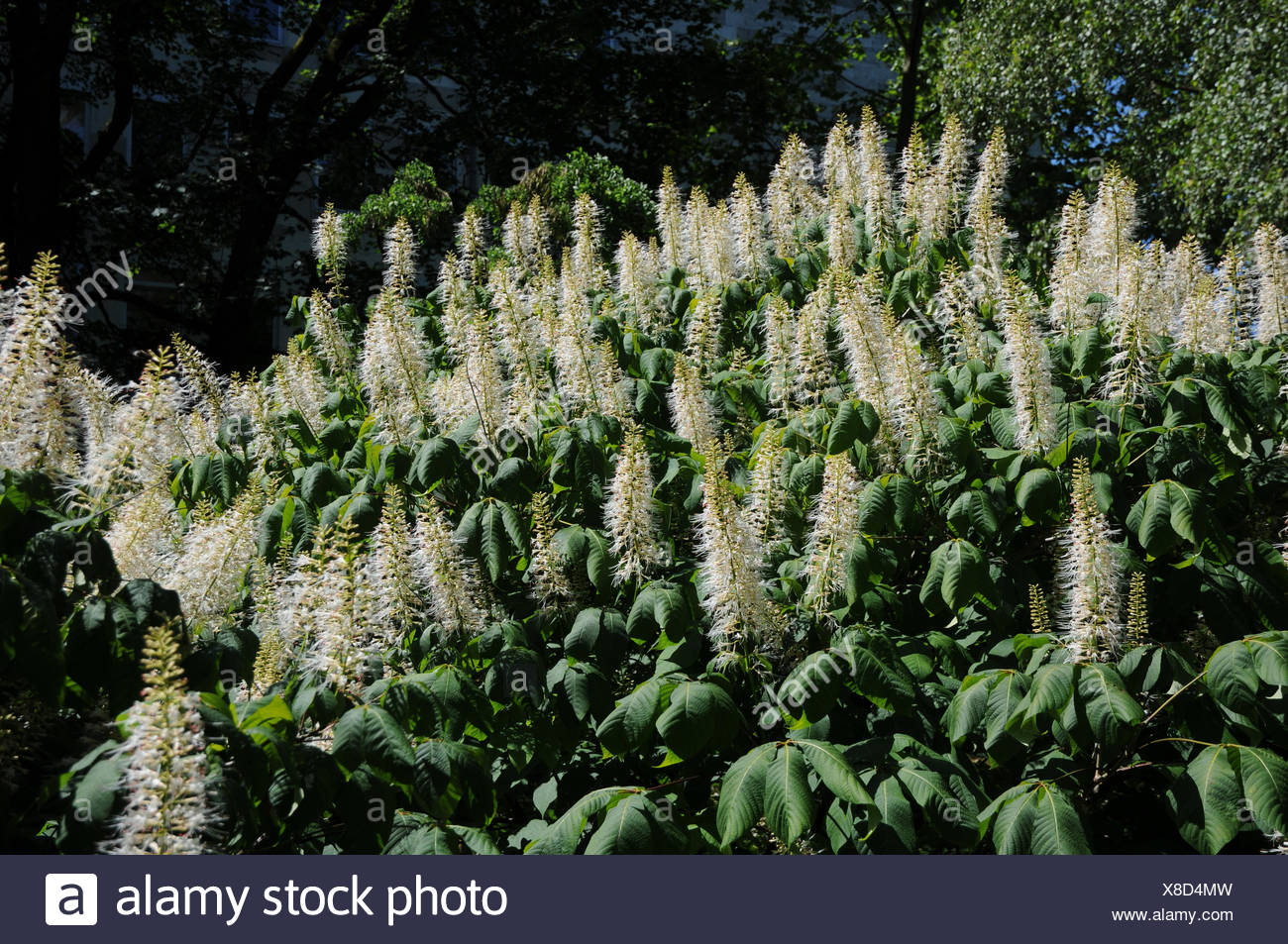 Dwarf Buckeye Aesculus Parviflora High Resolution Stock Photography and ...