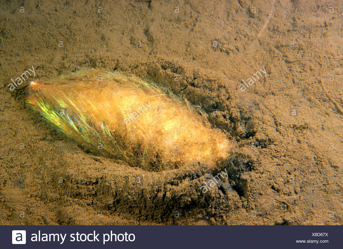 Aphrodita High Resolution Stock Photography and Images - Alamy
