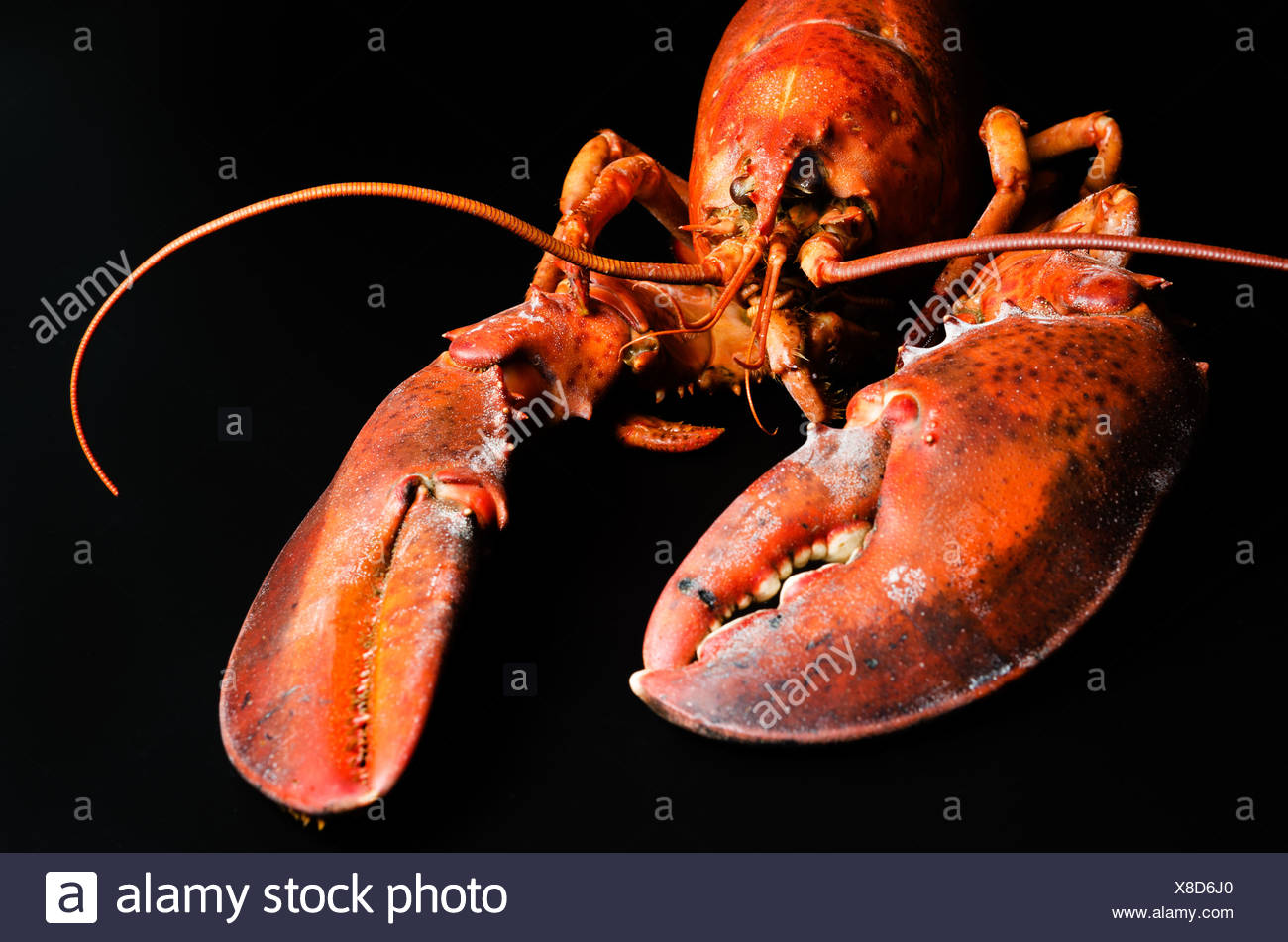 Common Lobster Stock Photos & Common Lobster Stock Images - Alamy