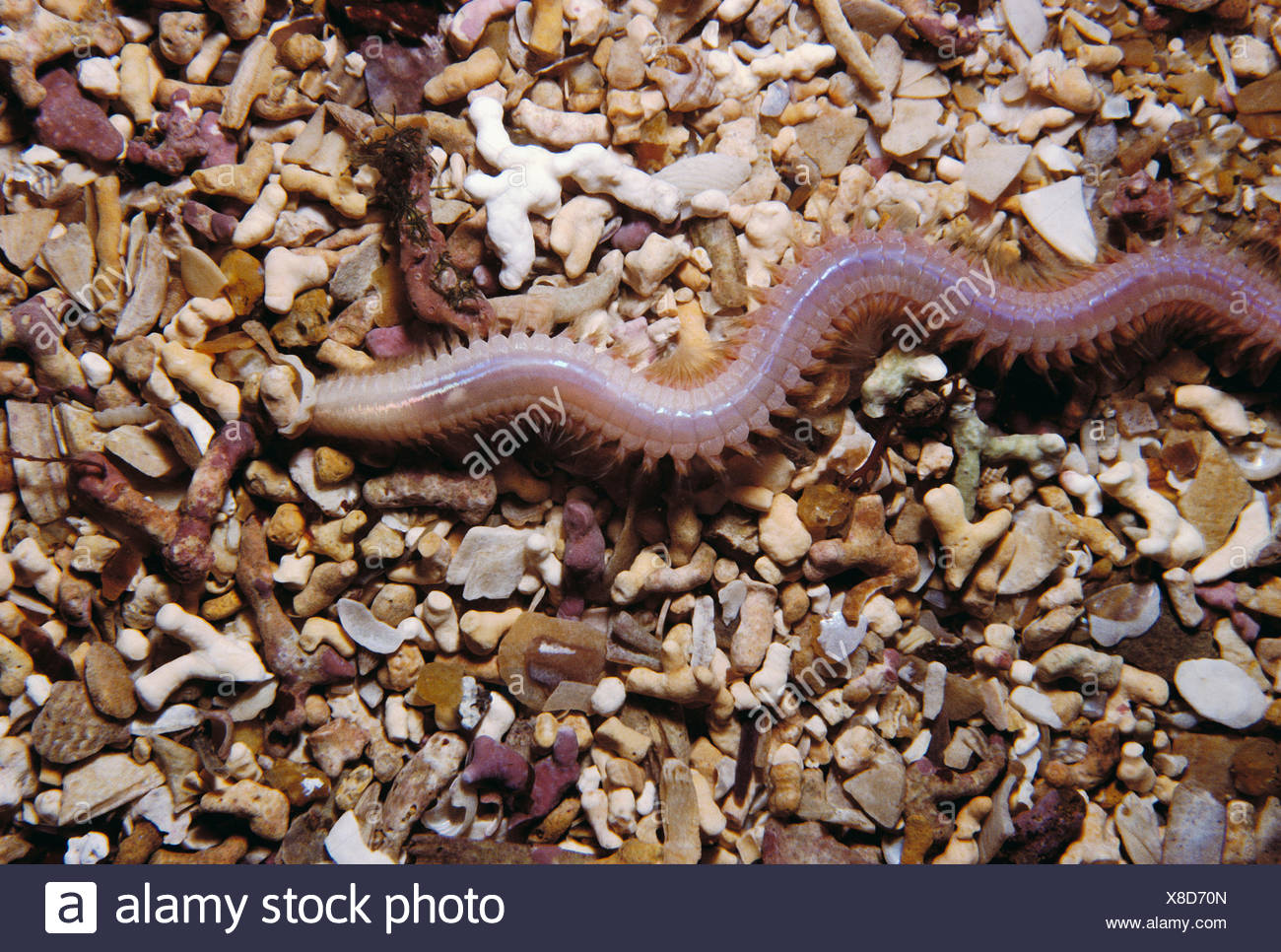 Nephtys Caeca High Resolution Stock Photography and Images - Alamy