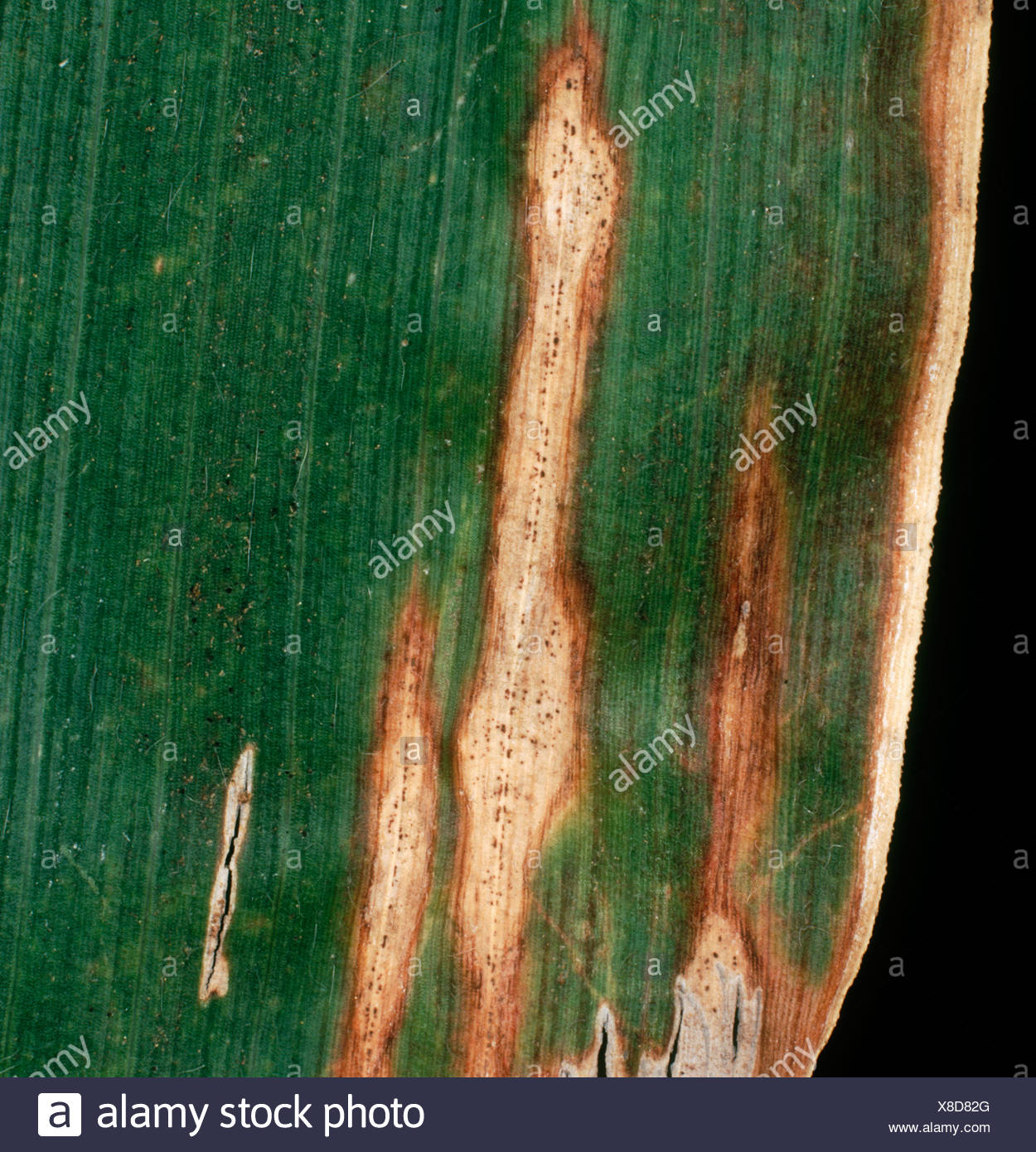 Anthracnose Fungus High Resolution Stock Photography and Images - Alamy