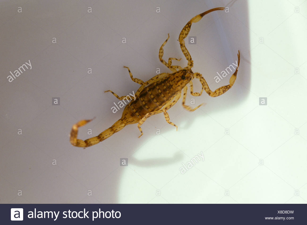 Anita Manning High Resolution Stock Photography and Images - Alamy