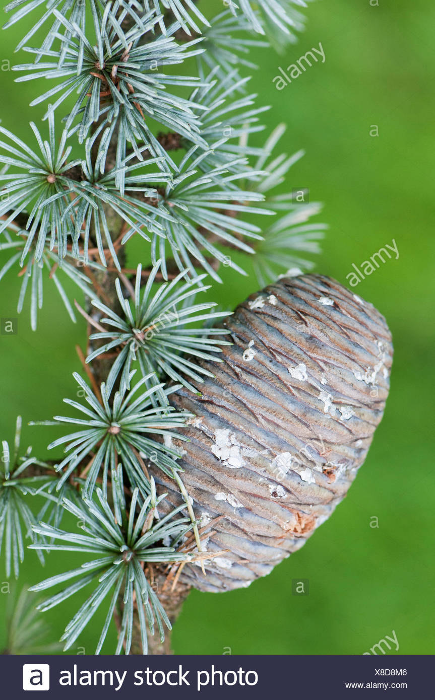 Atlas Cedar Cedrus Atlantica High Resolution Stock Photography and ...