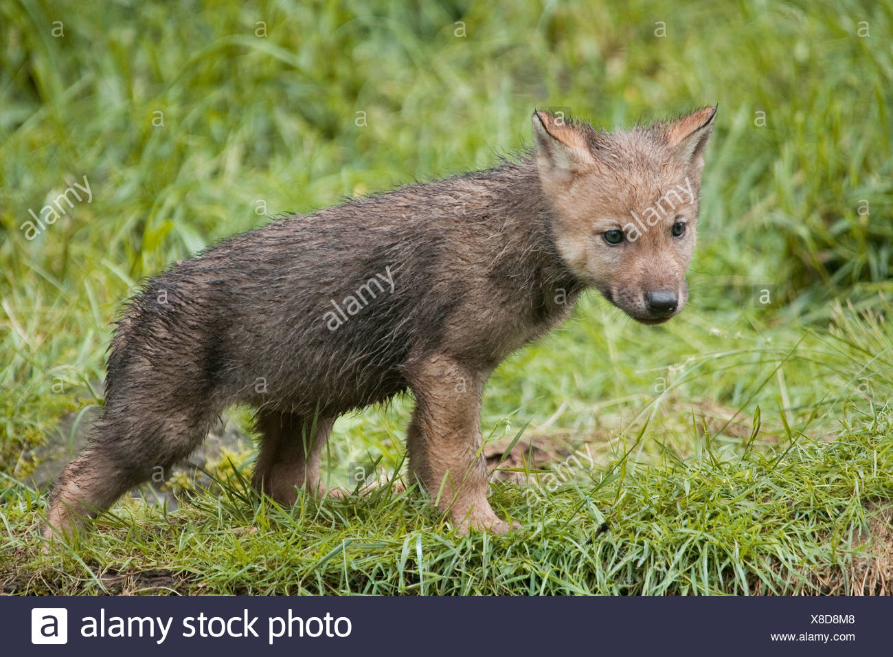 Wet Wolf Stock Photos & Wet Wolf Stock Images - Alamy