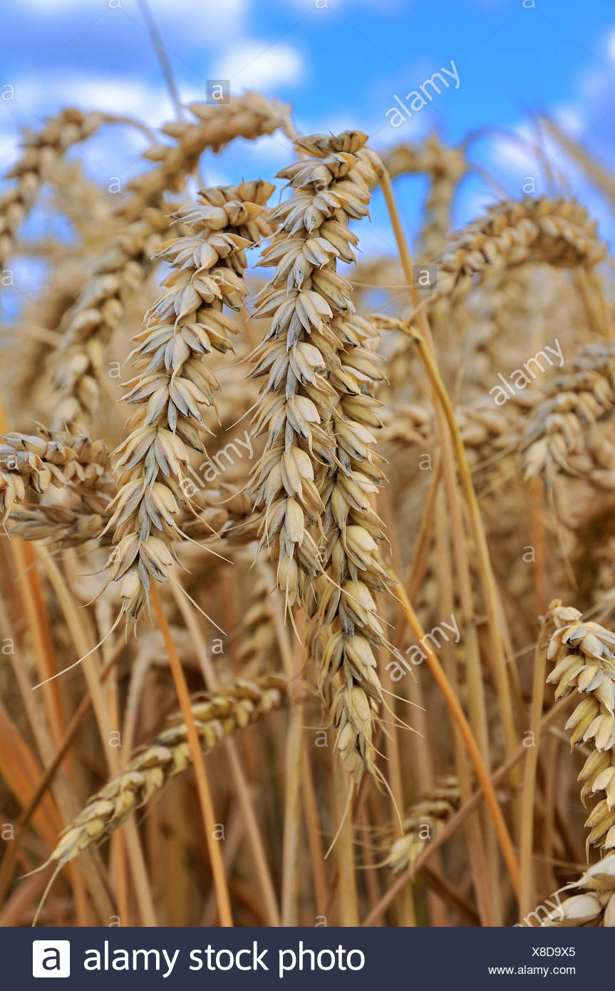 Triticum Sp High Resolution Stock Photography and Images - Alamy