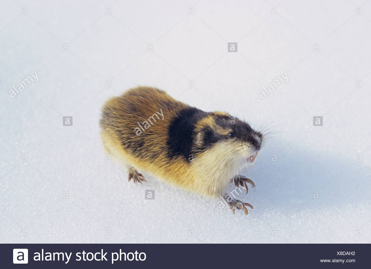 Norway Lemming High Resolution Stock Photography and Images - Alamy