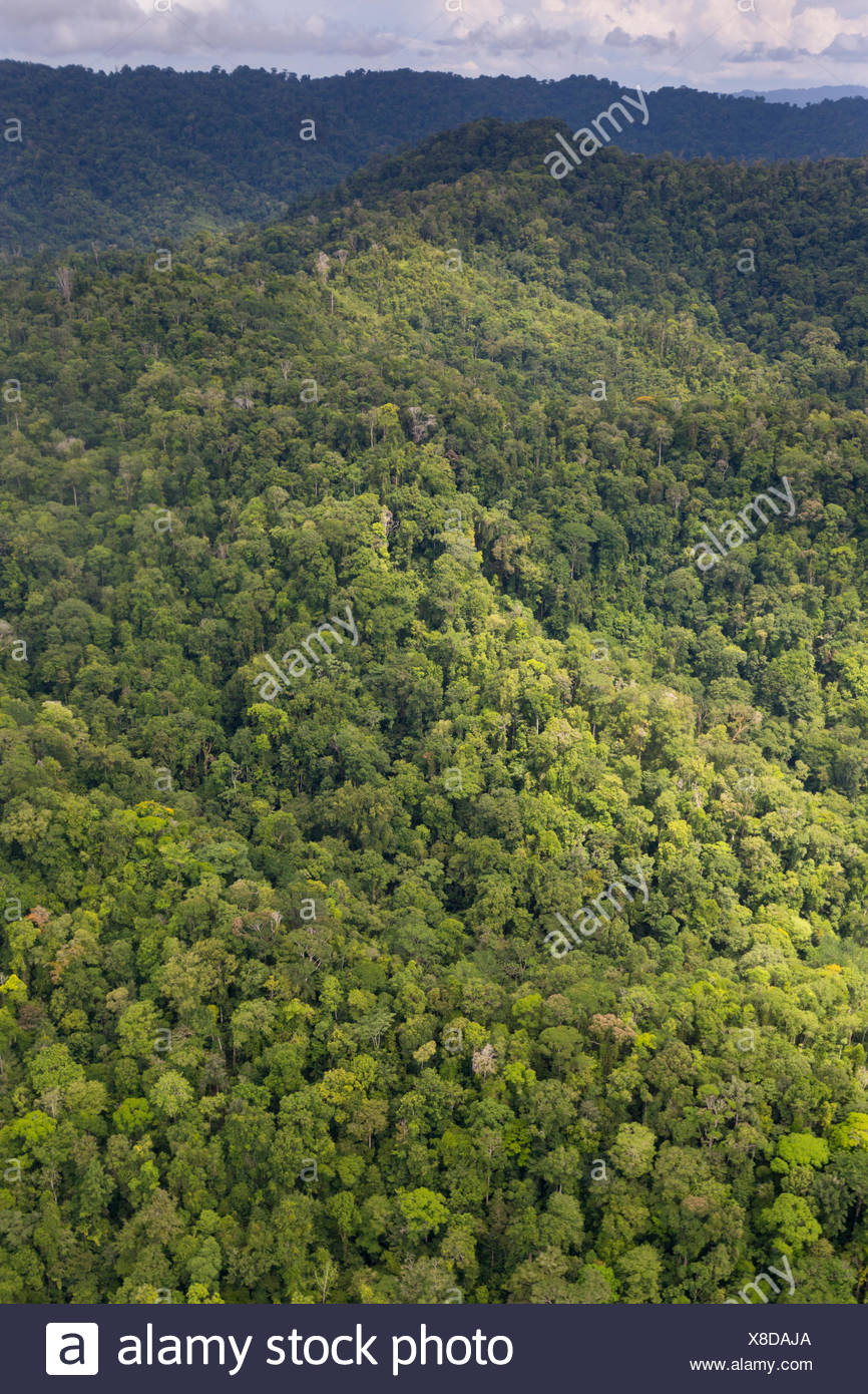 Lowland Rainforest Habitat High Resolution Stock Photography and Images ...