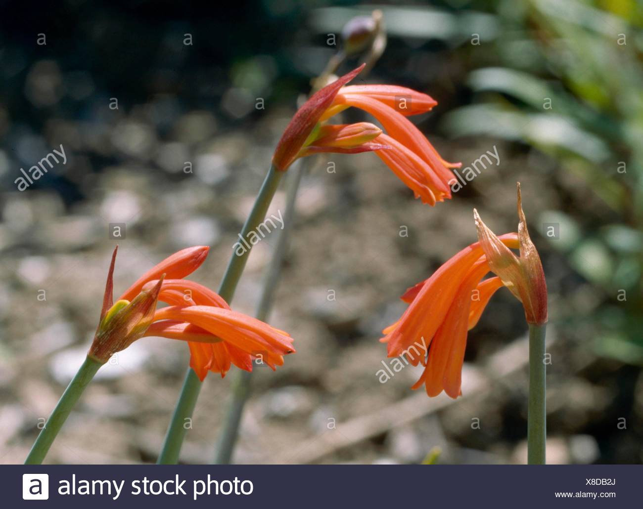 Cyrtanthus High Resolution Stock Photography and Images - Alamy